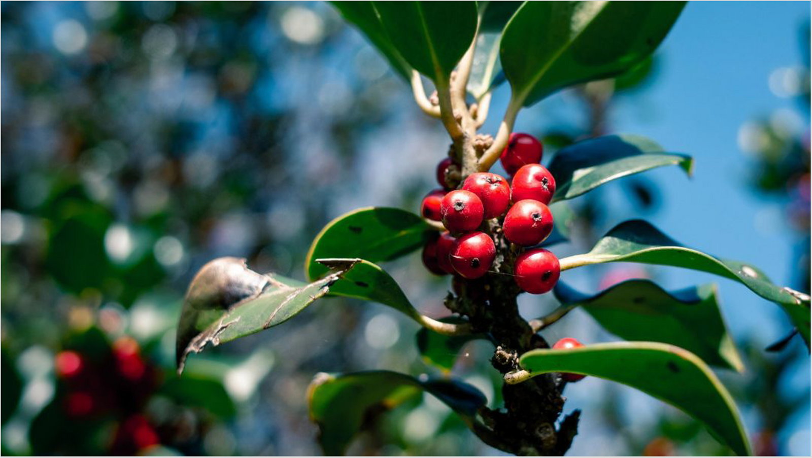 What Is Coffee Aroma: How To Describe The Smell Of Coffee